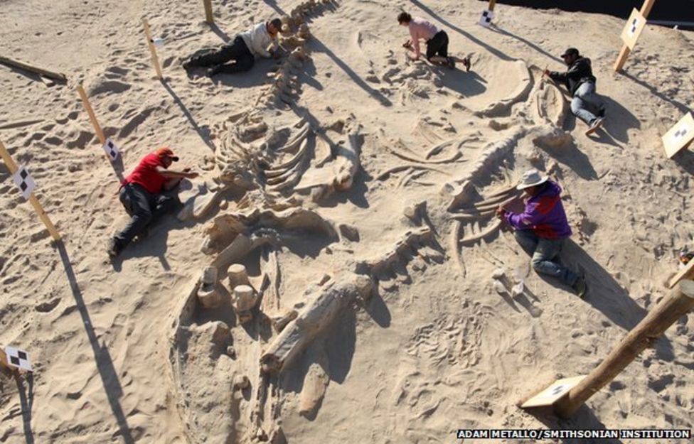 Chile's stunning fossil whale graveyard explained - BBC News