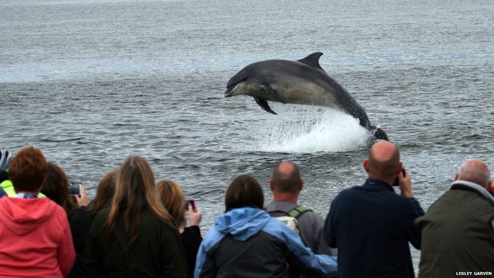 In pictures: RSPB Scotland Wildlife Photography Competition - BBC News