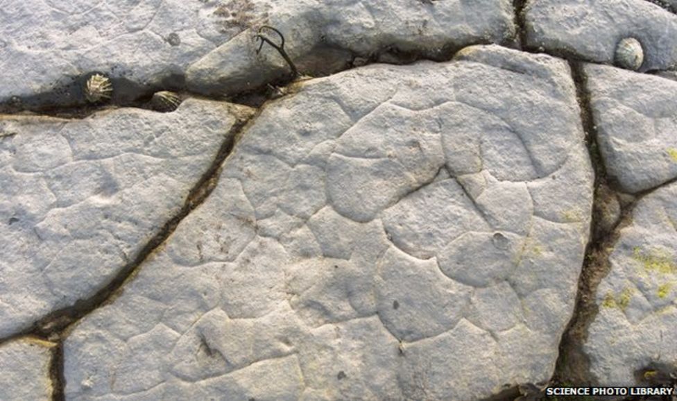 Calcium, building block for the world - BBC News