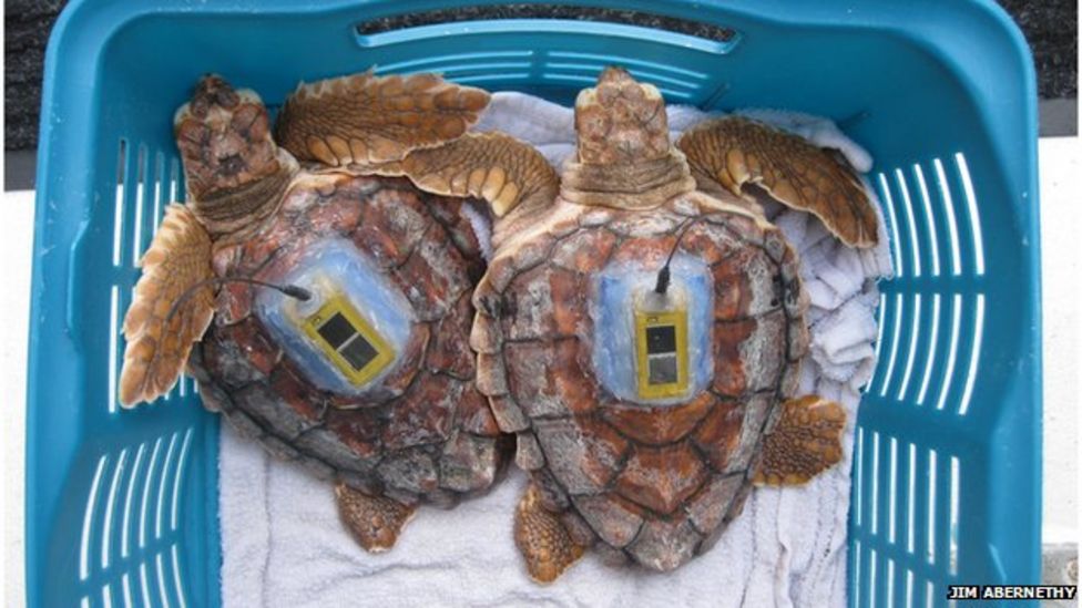 Satellites track turtle 'lost years' - BBC News