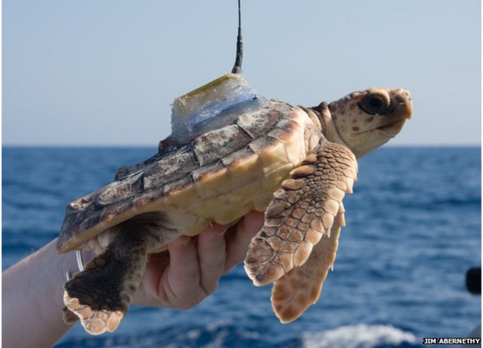 Satellites track turtle 'lost years' - BBC News