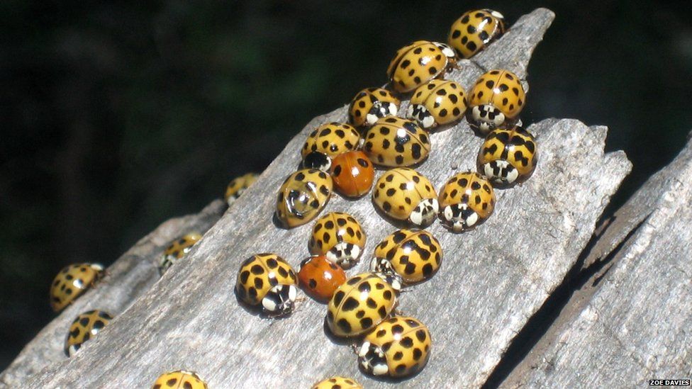 Your pictures: Nature - BBC News