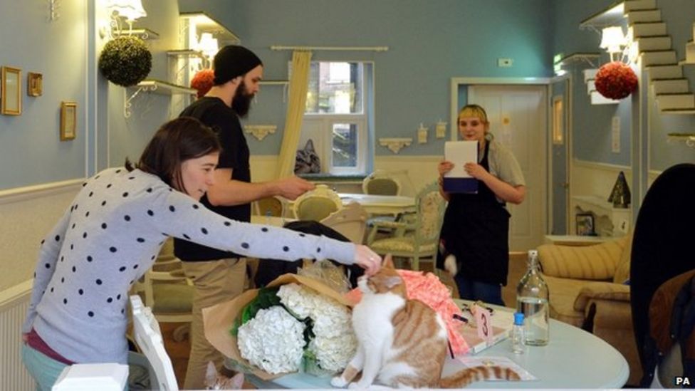 London cat cafe opens to two-month waiting list - BBC News