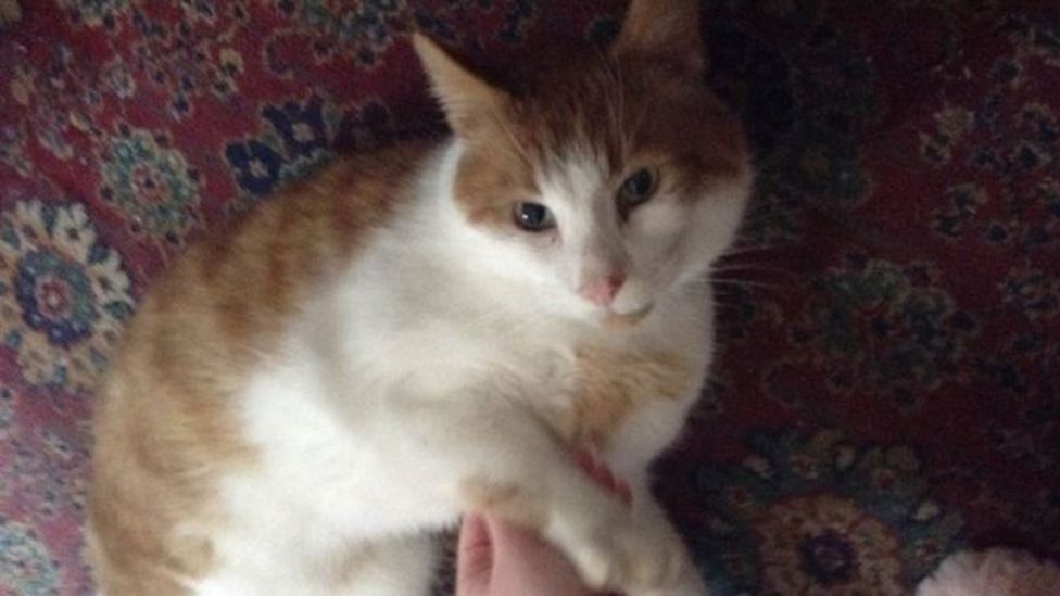 Malcolm the cat and owner Susan MacDonald reunited after 8 years - BBC News