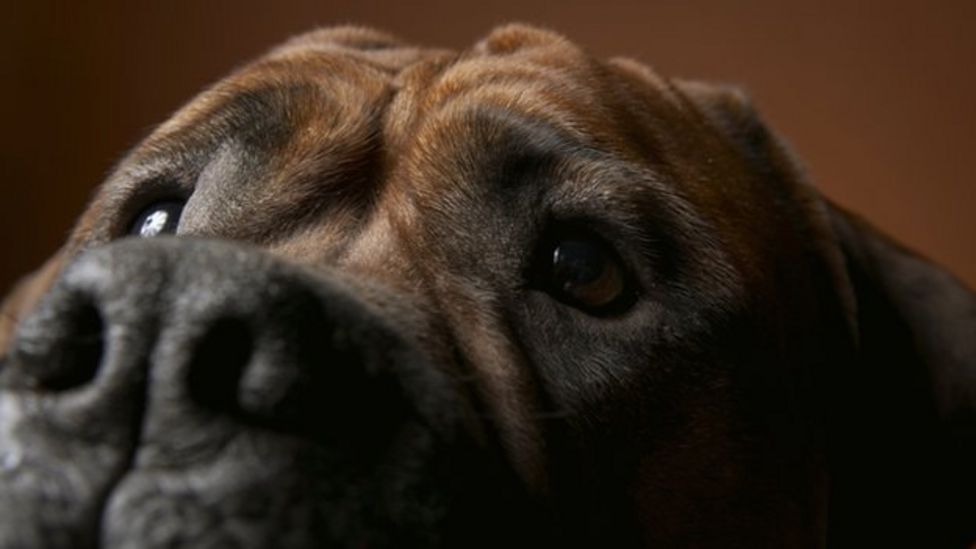Pigeons identify breast cancer 'as well as humans' - BBC News