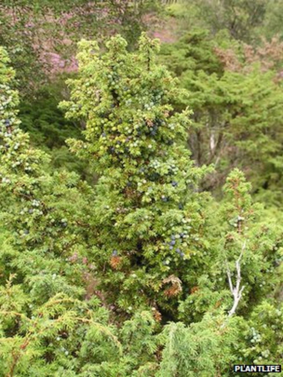 Campaign to track numbers of threatened juniper plants - BBC News