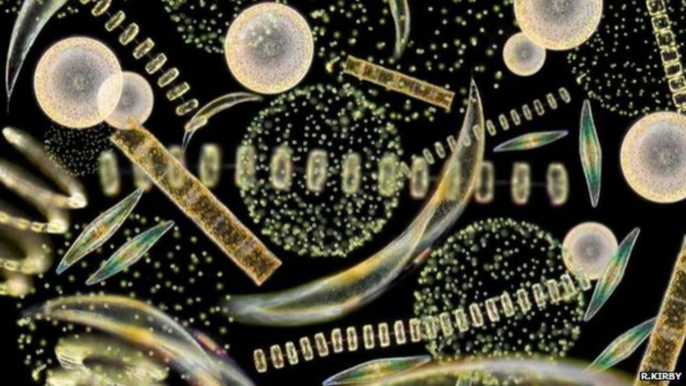 Citizen science study to map the oceans' plankton - BBC News