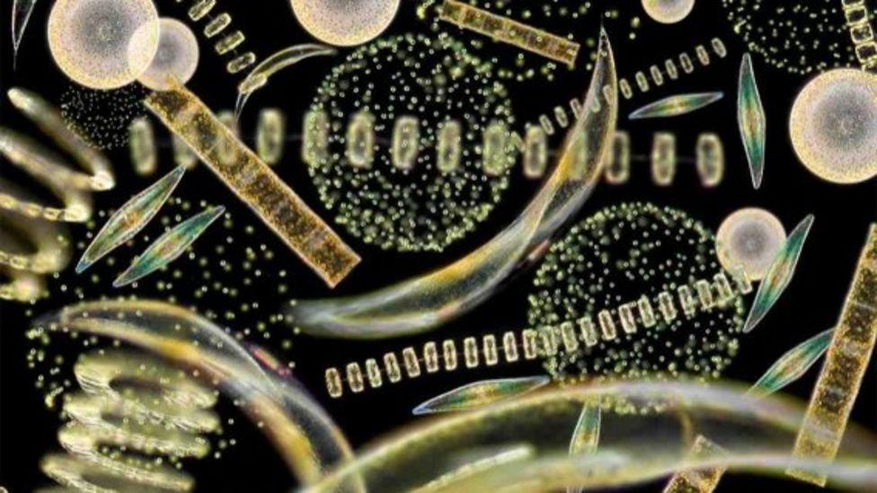 Ocean's hidden world of plankton revealed in 'enormous database' - BBC News
