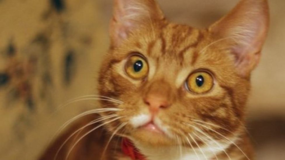 Winston Churchill's Tonypandy riots memo up for auction - BBC News