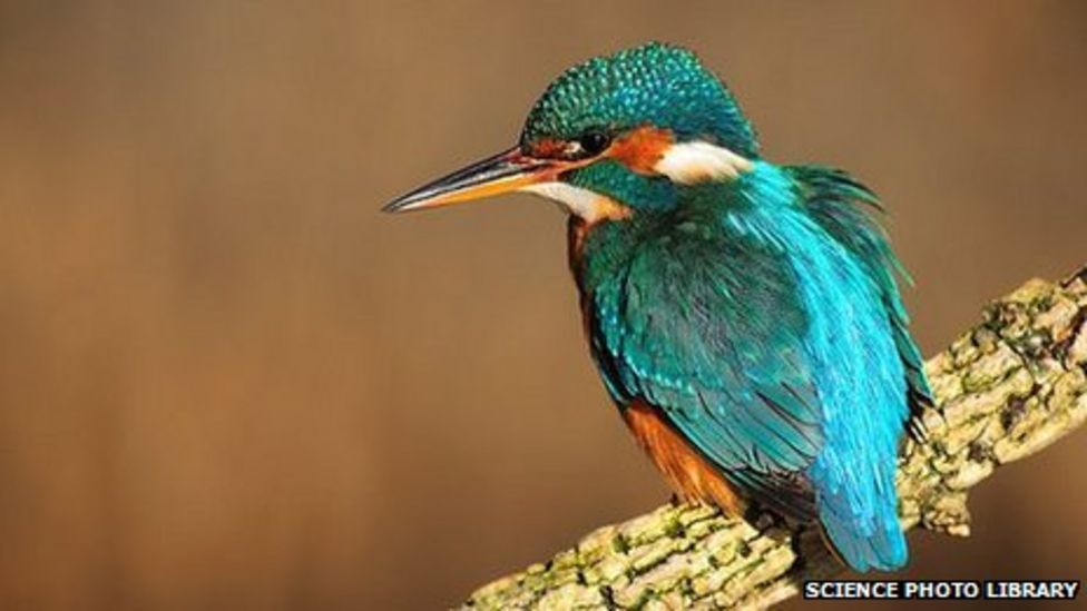 Fracking 'could harm wildlife' - BBC News