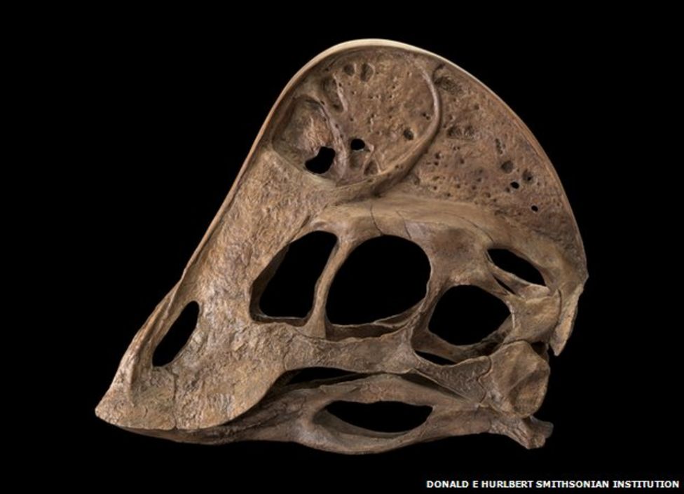 Anzu wyliei: Scientists announce new dinosaur discovery - BBC News