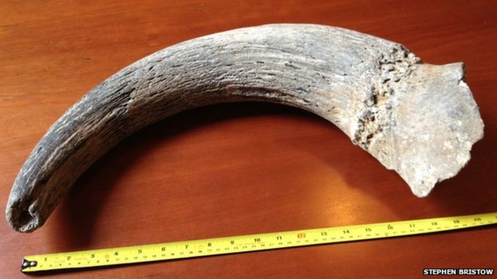 Aurochs horn found at Dinas Dinlle beach in Gwynedd - BBC News