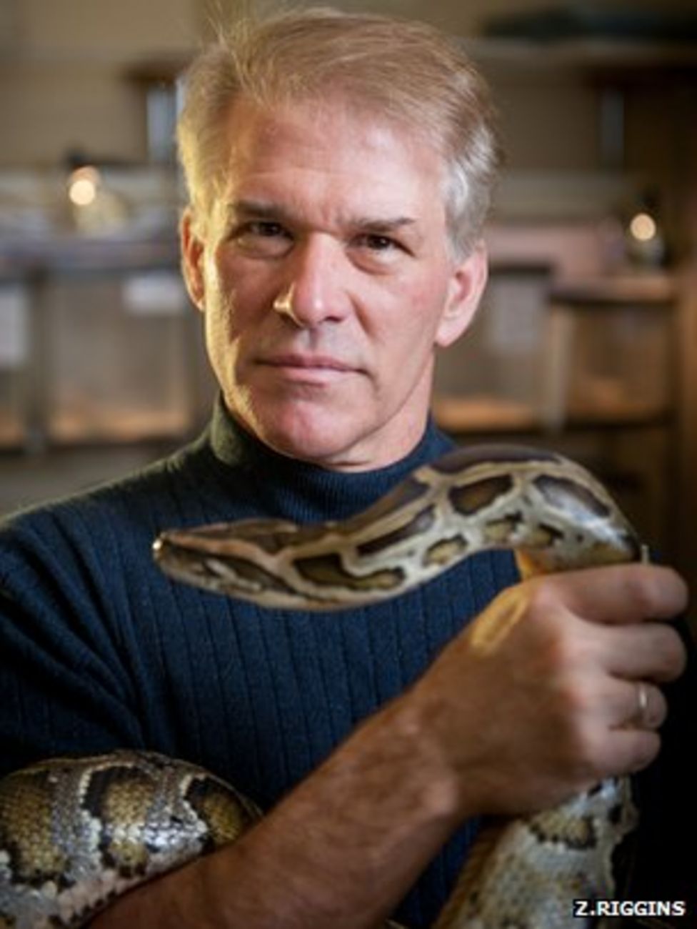 Giant pythons have 'homing instinct' - BBC News