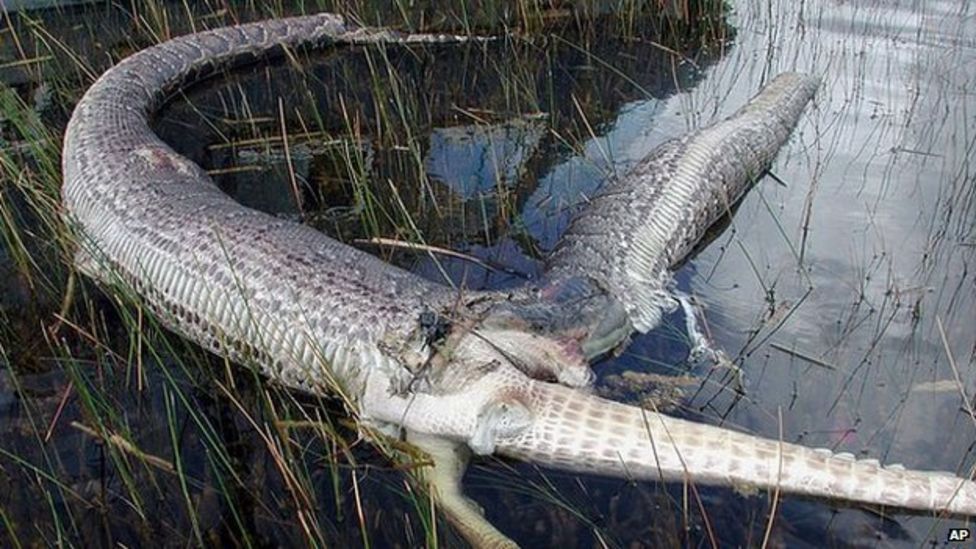 Giant pythons have 'homing instinct' - BBC News Giant pythons have 'homing instinct' - BBC News