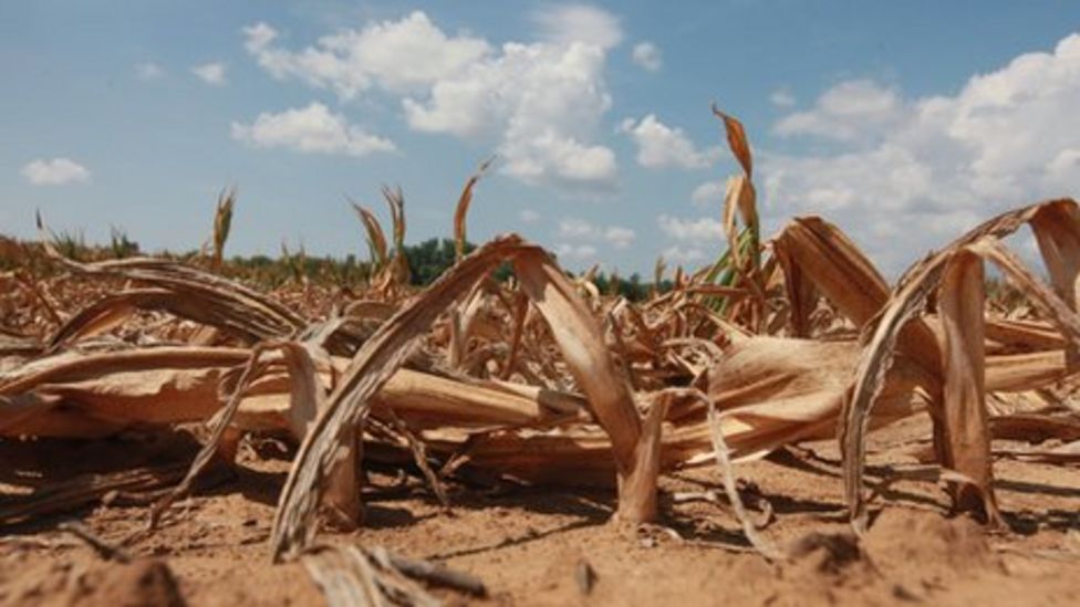 Climate change impacts and adaptation - BBC News