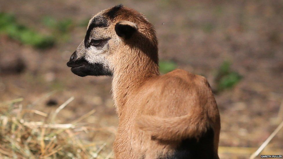 One of world's rarest breed of sheep born in the UK - BBC Newsround