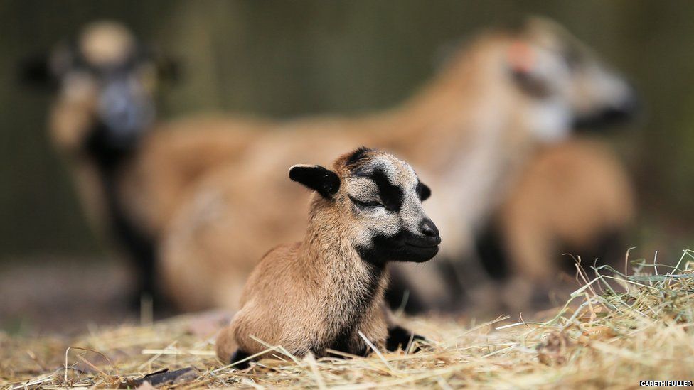 One of world's rarest breed of sheep born in the UK - BBC Newsround