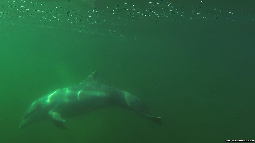 In pictures: Moray Firth's marine wildlife - BBC News