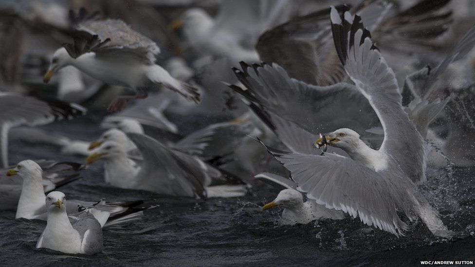 In pictures: Moray Firth's marine wildlife - BBC News