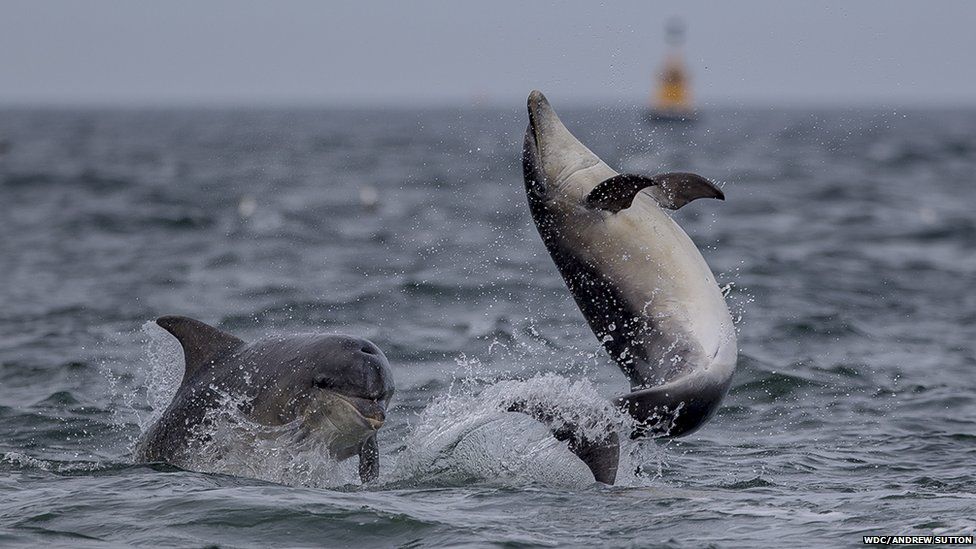 In pictures: Moray Firth's marine wildlife - BBC News