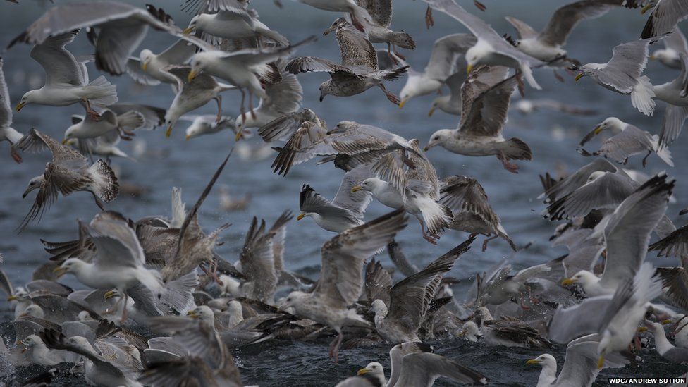In pictures: Moray Firth's marine wildlife - BBC News