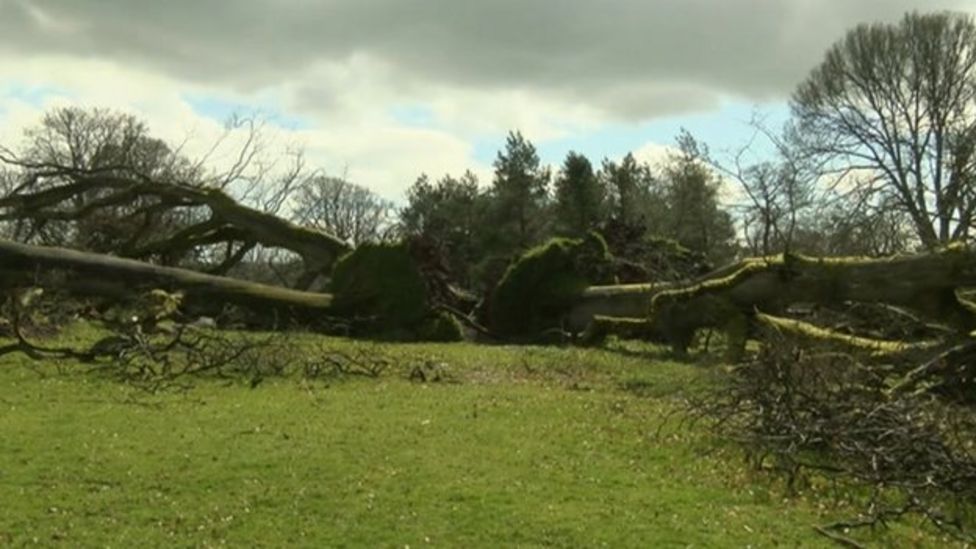 Fallen tree set to become children's playground - BBC News