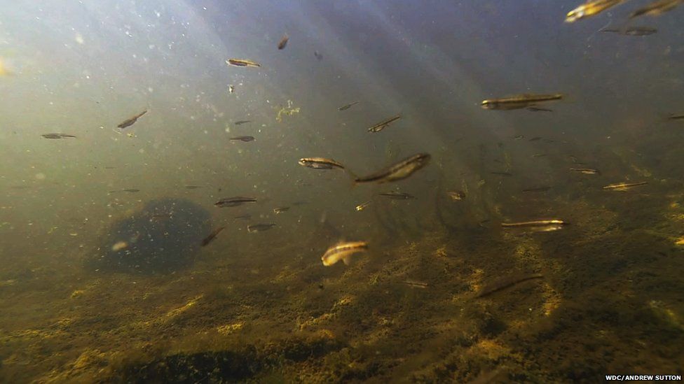 In pictures: Moray Firth's marine wildlife - BBC News