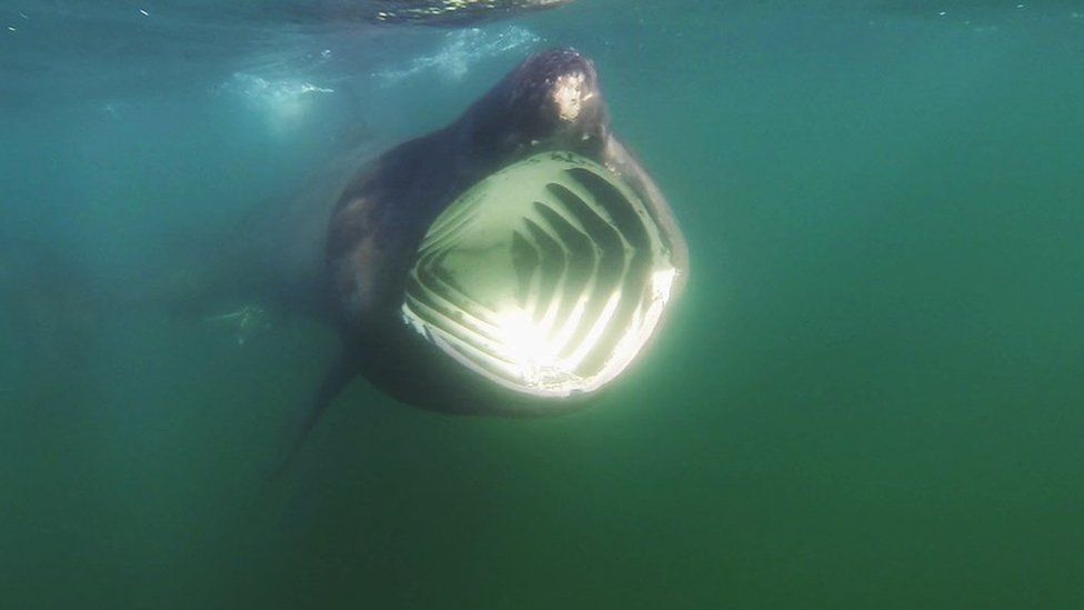New mapping technique may aid Scottish shark projects - BBC News