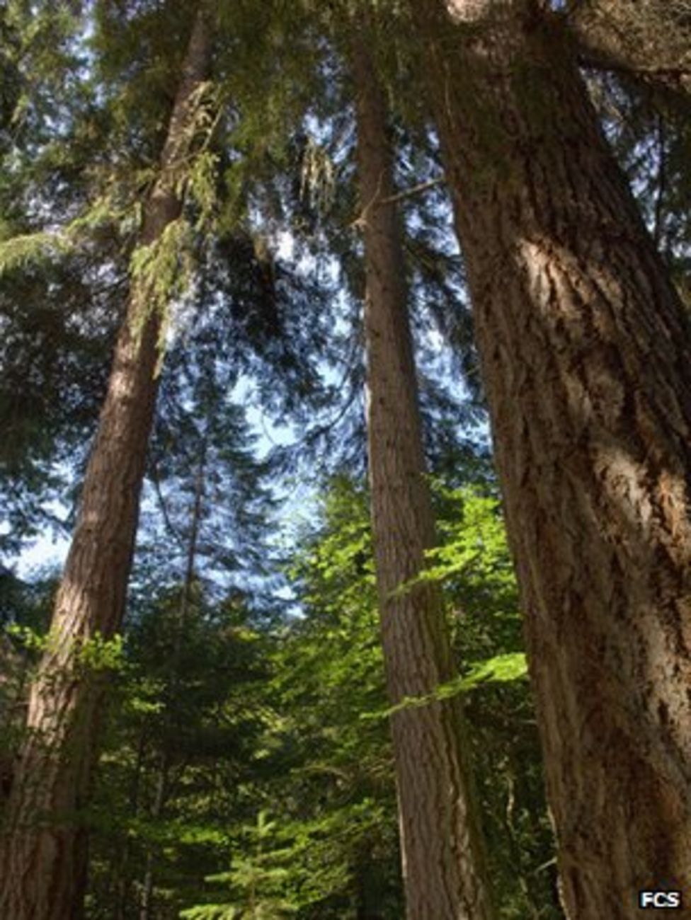 Four of Britain's tallest trees in glen near Inverness - BBC News