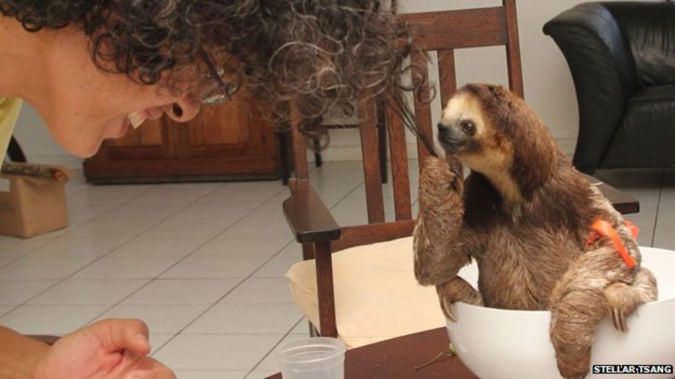 The woman who lost a dog and gained 200 sloths - BBC News