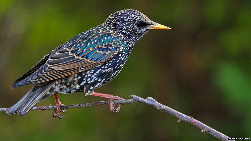 In pictures: Top British garden birds revealed - BBC Newsround