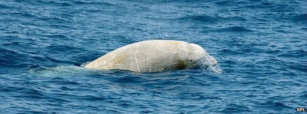 Beaked whale is deep-dive champion - BBC News