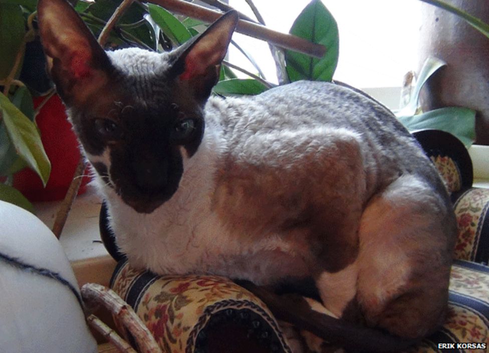 Giant rat: Swedes agog at 'Ratzilla' in Stockholm - BBC News