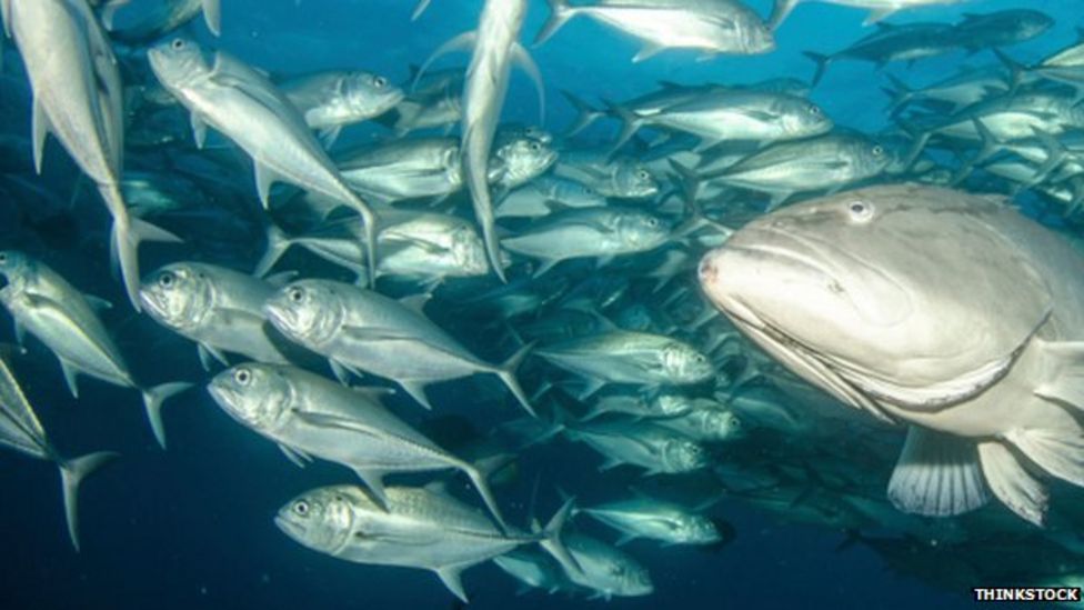 Hong Kong's fish farms in the sky - BBC News