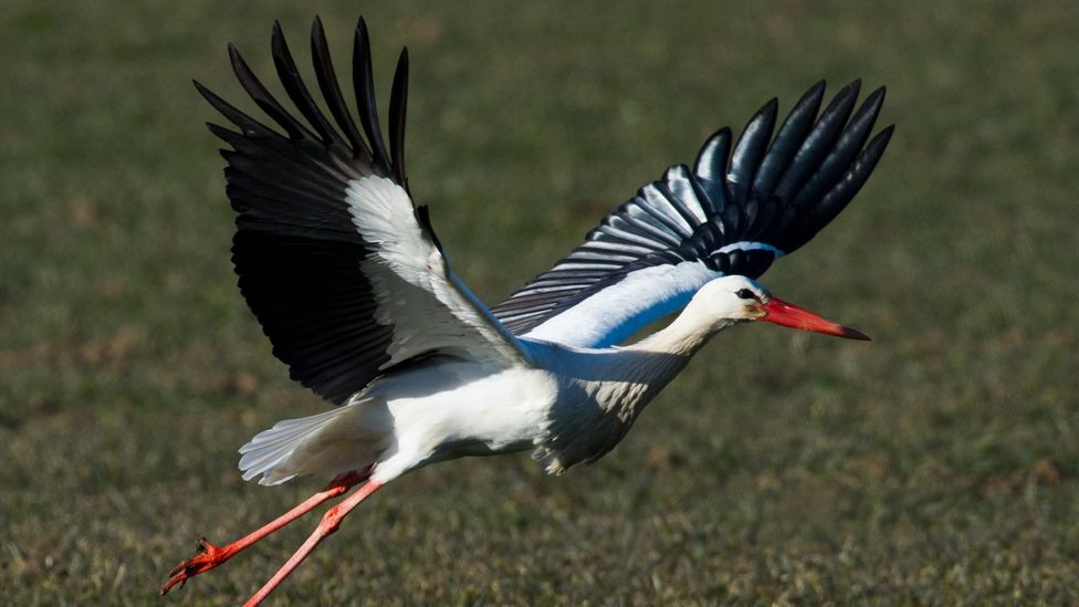 Thrigby Hall nesting storks may end 600-year wait - BBC News