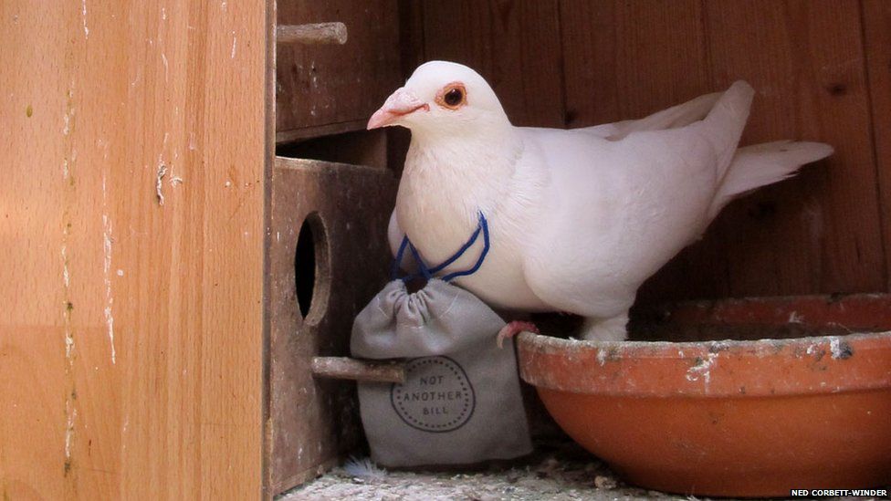 Pictures: Business using pigeons to deliver mail - BBC Newsround