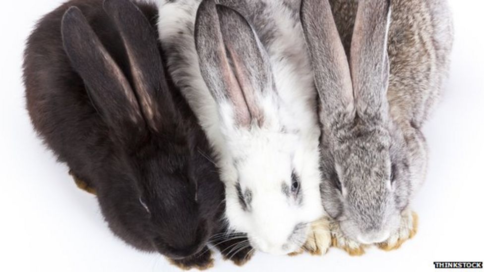Call to review pet rabbit protection in UK - BBC News