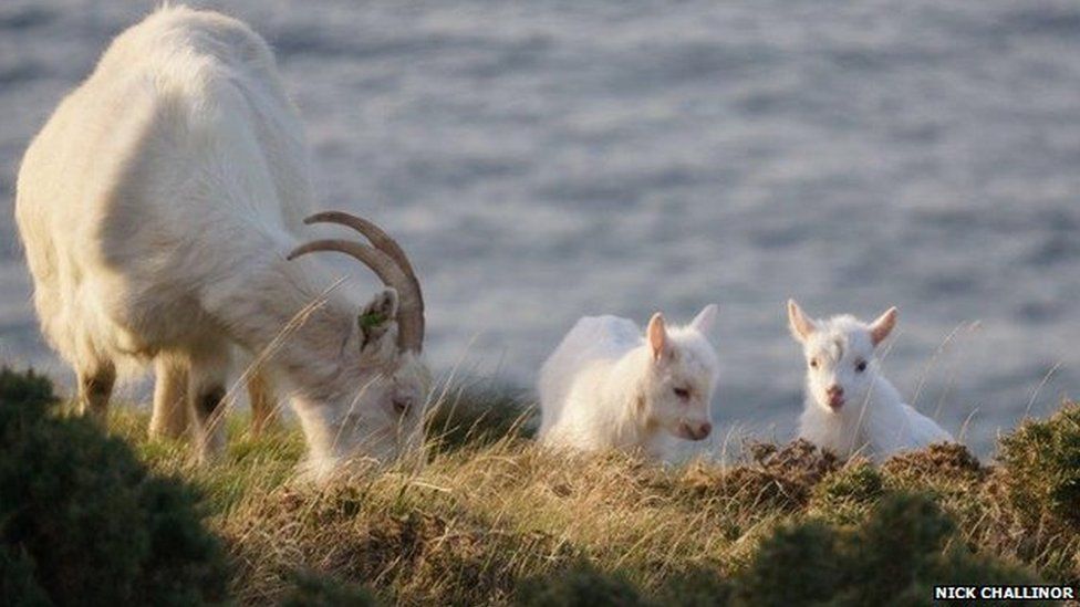 Pictures: The Great Orme goat count - BBC Newsround