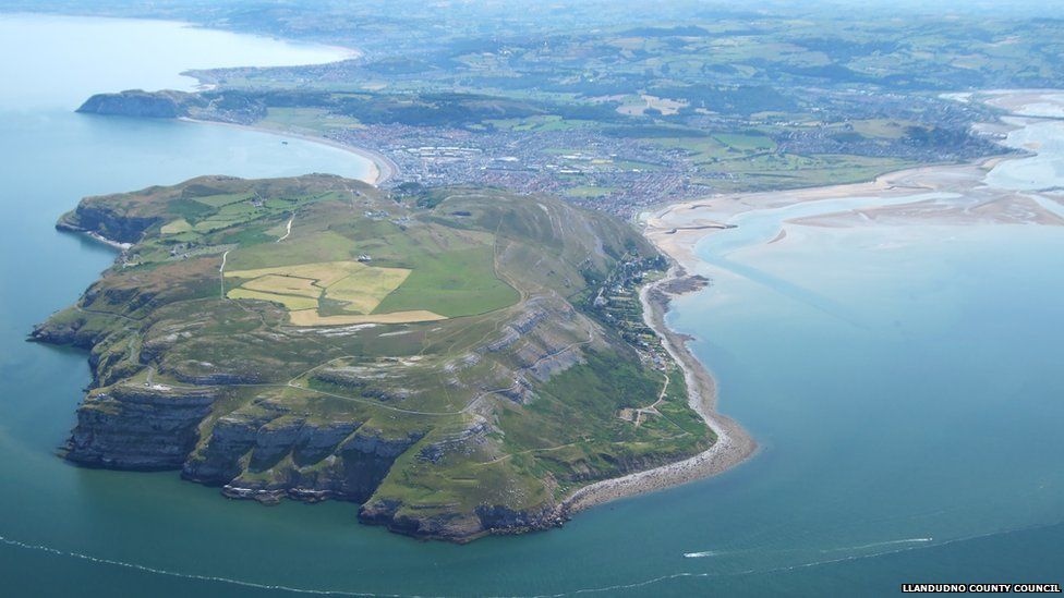 Pictures: The Great Orme goat count - BBC Newsround