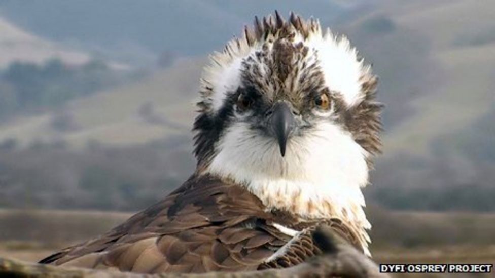 Ospreys Monty and Glesni return to Cors Dyfi reserve - BBC News