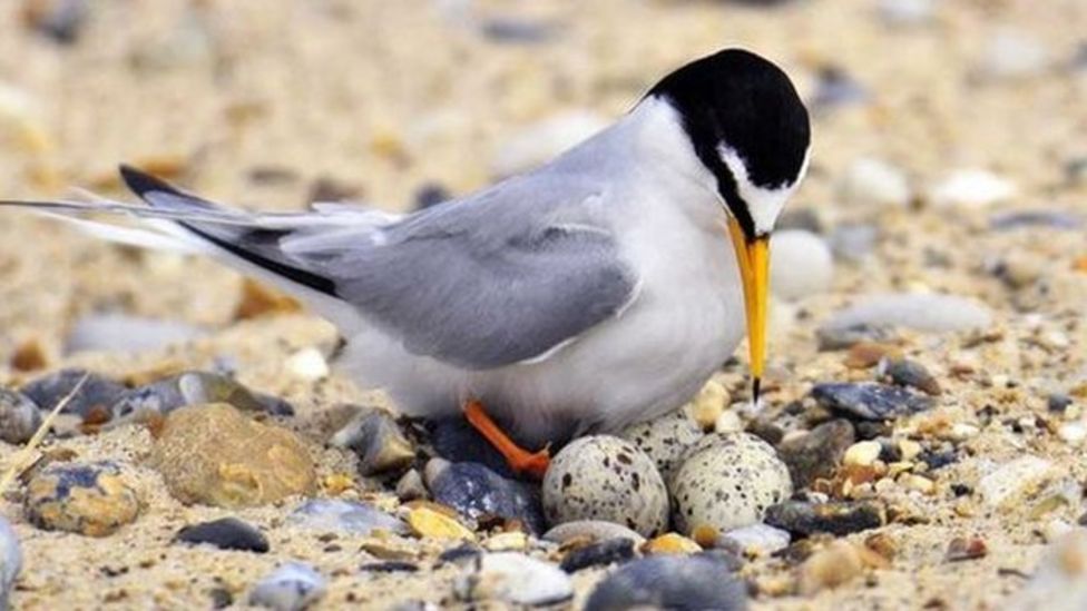 Work starts to protect rare little terns at Gronant - BBC News