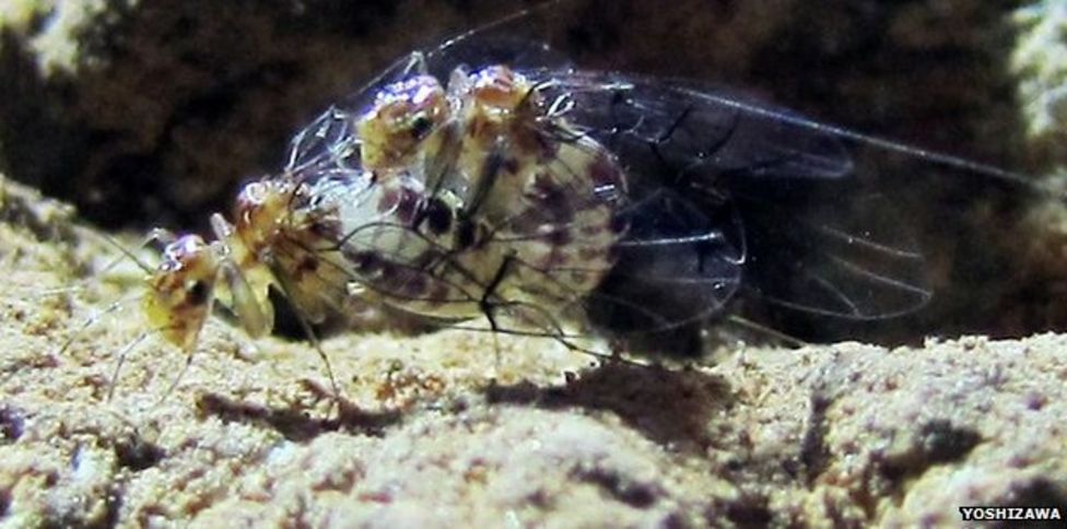 Females have penises in sex-reversed cave insects - BBC News