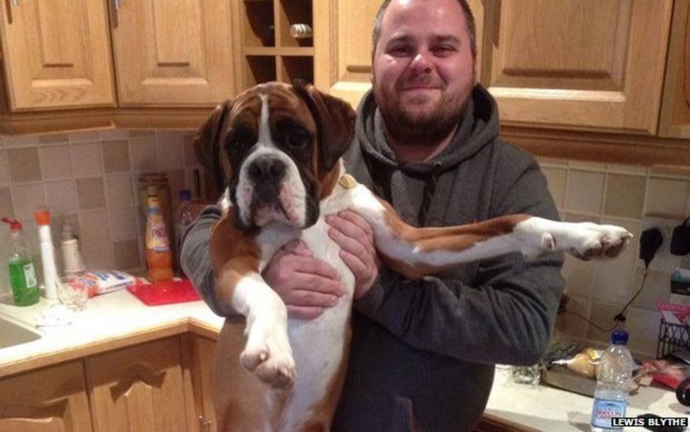 Boxer dog Murphy found after £1,000 helicopter search - BBC News