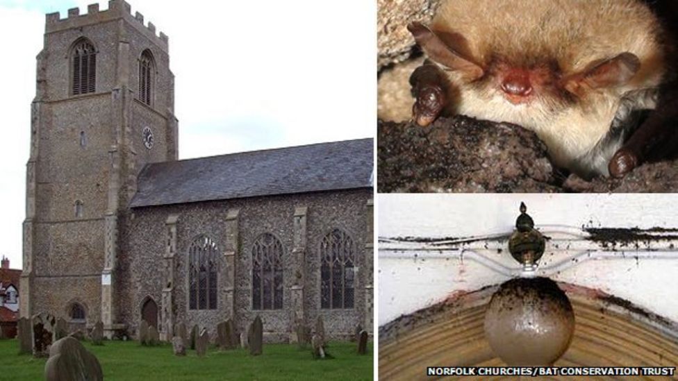 Bat faeces 'shower' hits Norfolk Holme Hale parishioners - BBC News