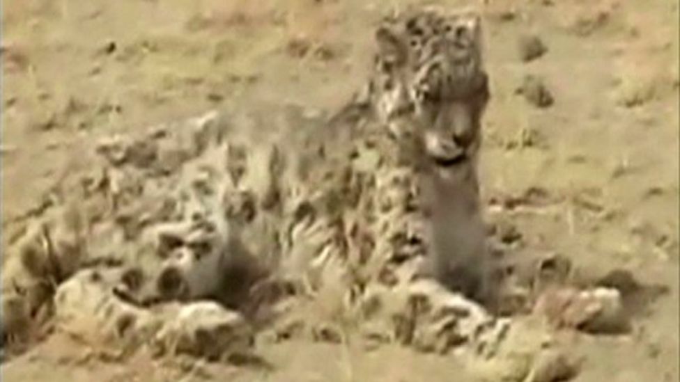 Snow leopards face 'new climate change threat' - BBC News