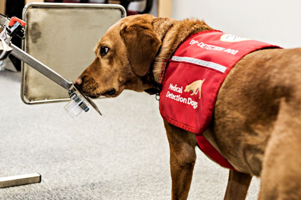 The dogs that smell breath to monitor diabetes - BBC News