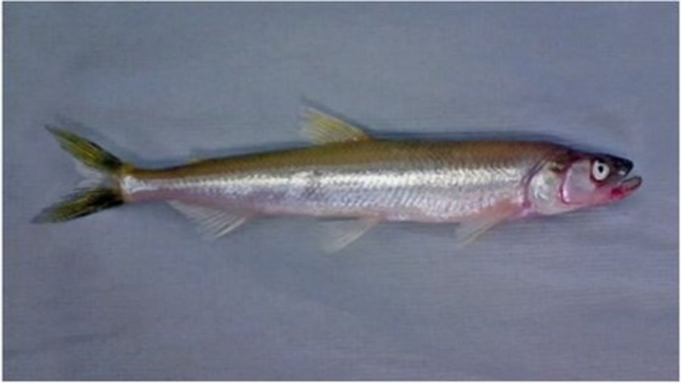 Dredging fear for rare Devonport dockyard smelts - BBC News