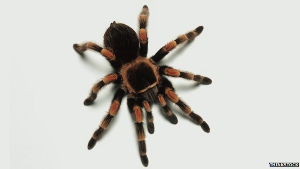 Victorian strangeness: The man driven mad by spiders - BBC News