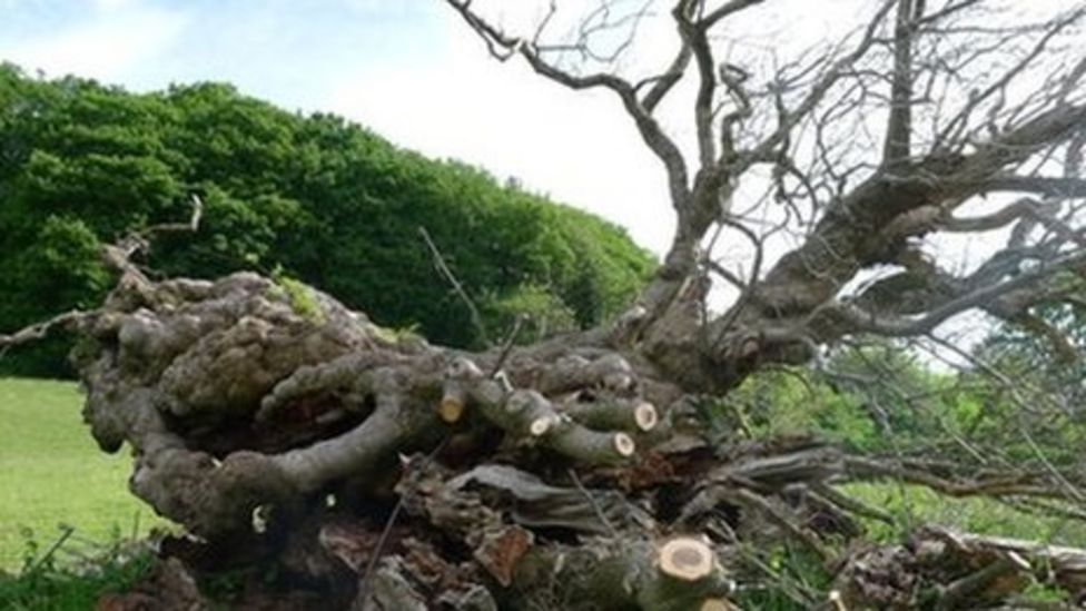 Rare trees planted to honour man who discovered them - BBC News