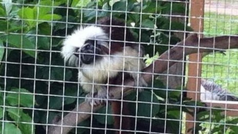 Blackpool Zoo stolen monkeys: Four found but baby still missing - BBC News